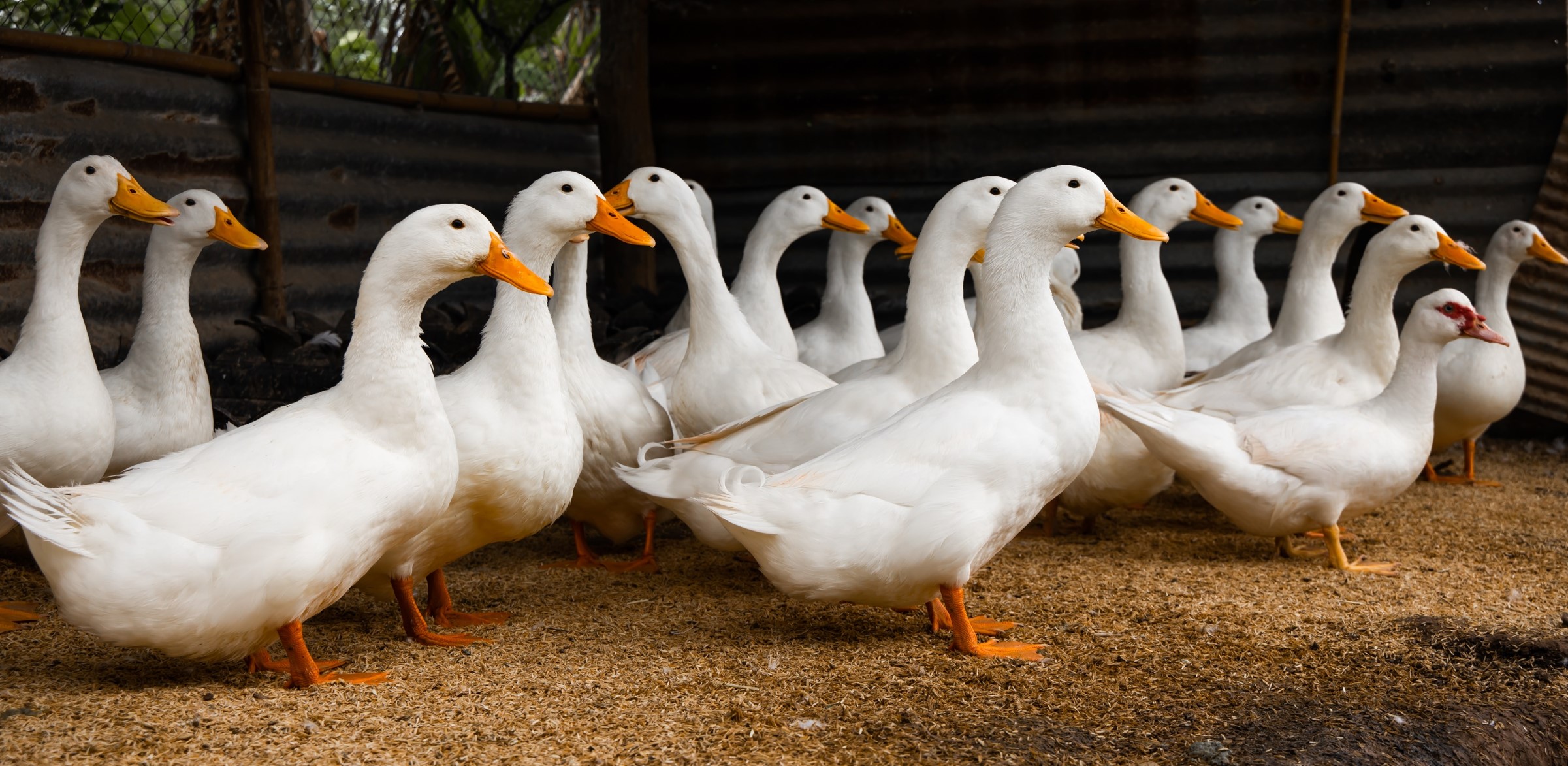 Heavy Duck Breeds – Videos – Mother Earth News